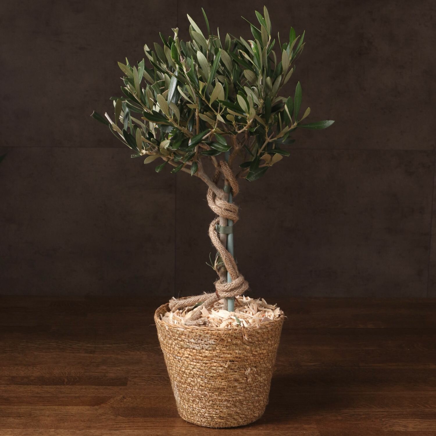Оливковое дерево в плетеном кашпо 55/16