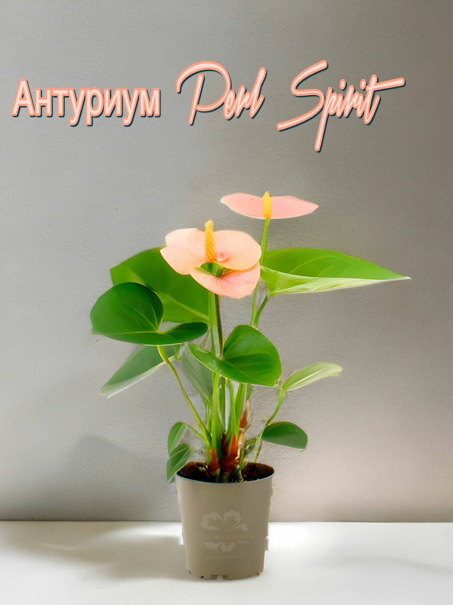 Антуриум Perl Spirit 20*7