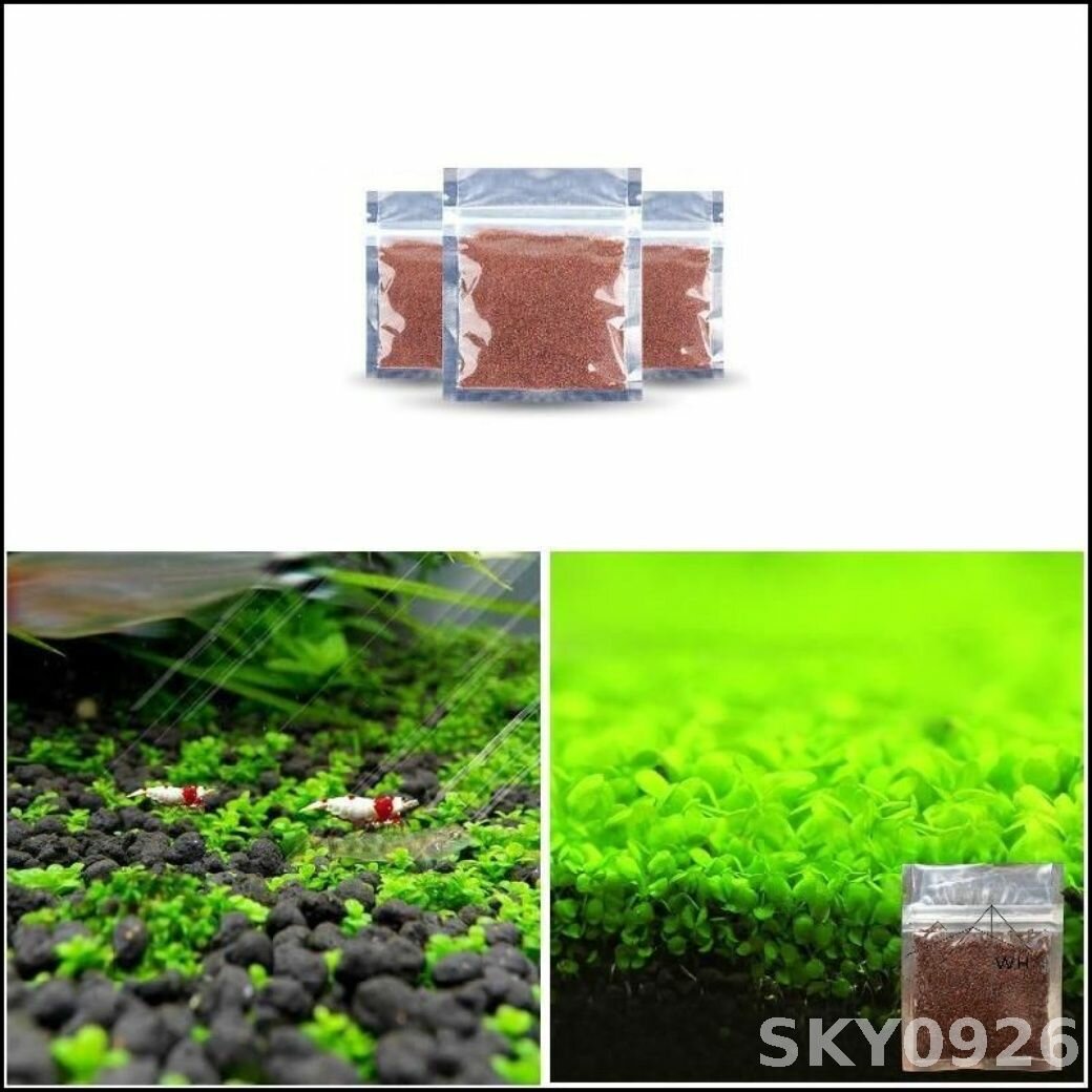 Семена растений для аквариума. Глоссостигма аквариумное растение живое.