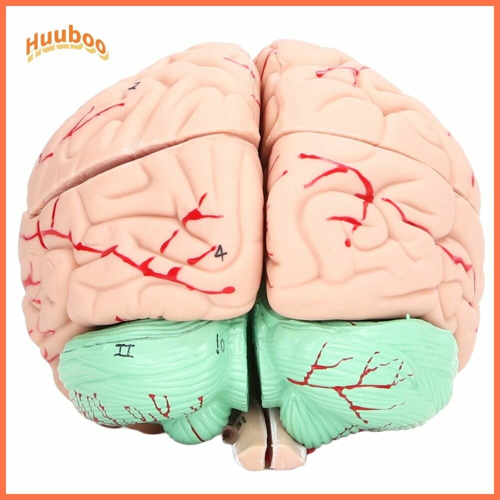 Модель человеческого мозга