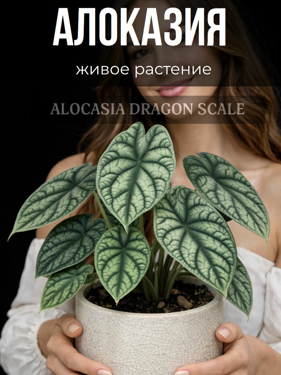 Алоказия Драгон Скейл, или Алоказия Шкура Дракона (Alocasia Dragon Scale) D6см, комнатный цветок