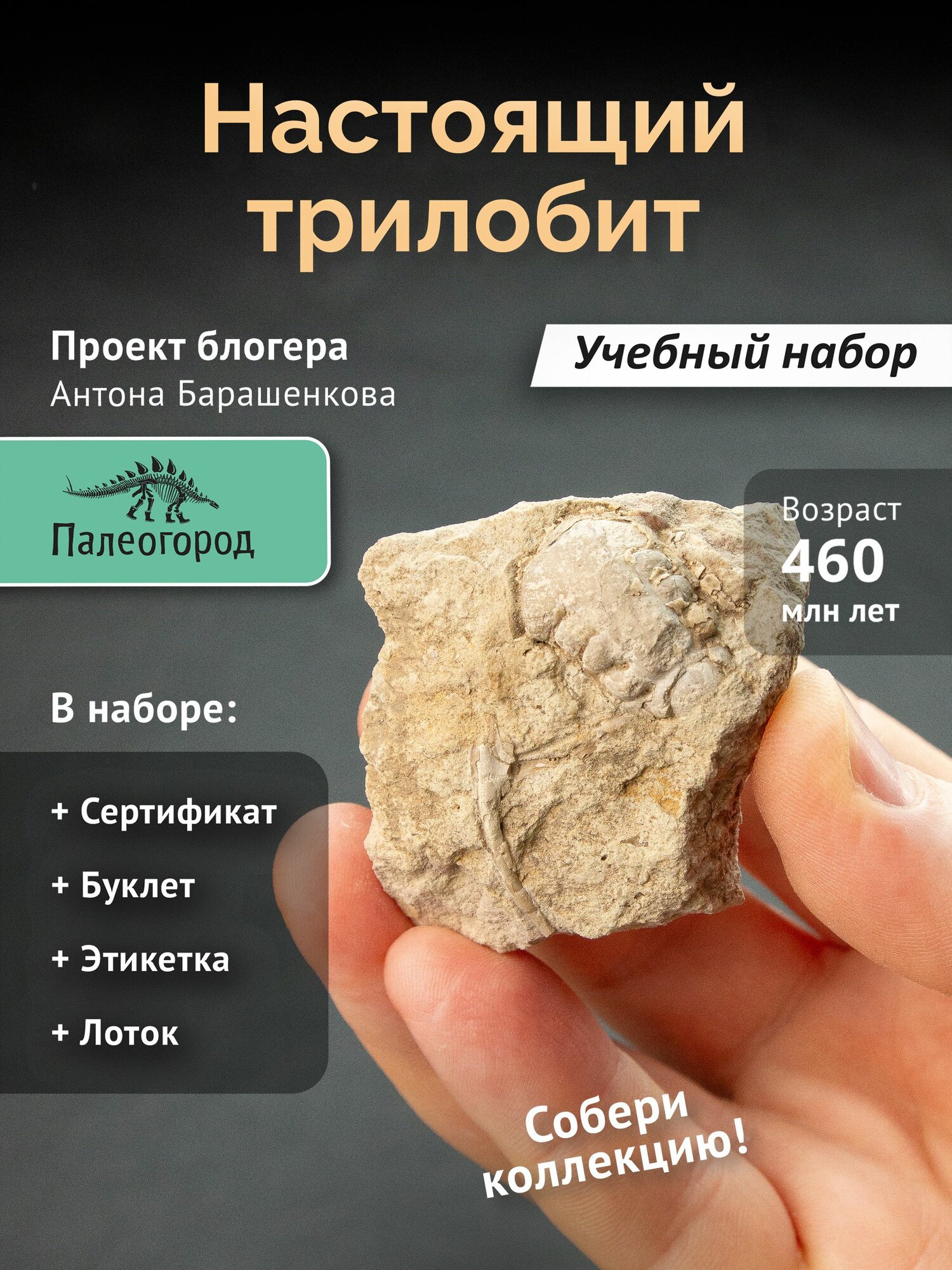 Набор палеонтолога (образец №551). Трилобит Paraceraurus exsul G. Необычный подарок мальчику, девочке, подростку. Опыты и раскопки.