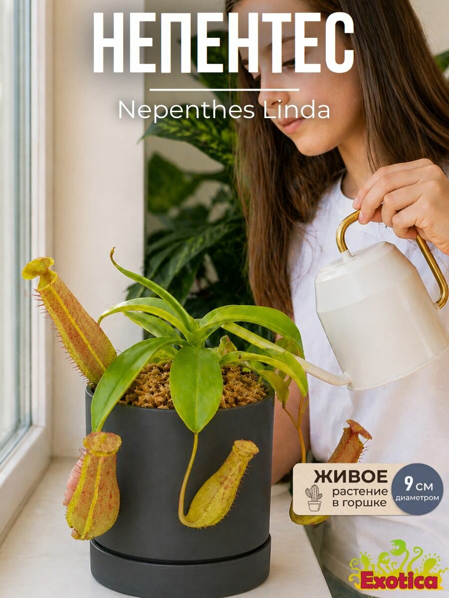 Непентес Линда (Nepentes Linda) D9см, хищное растение