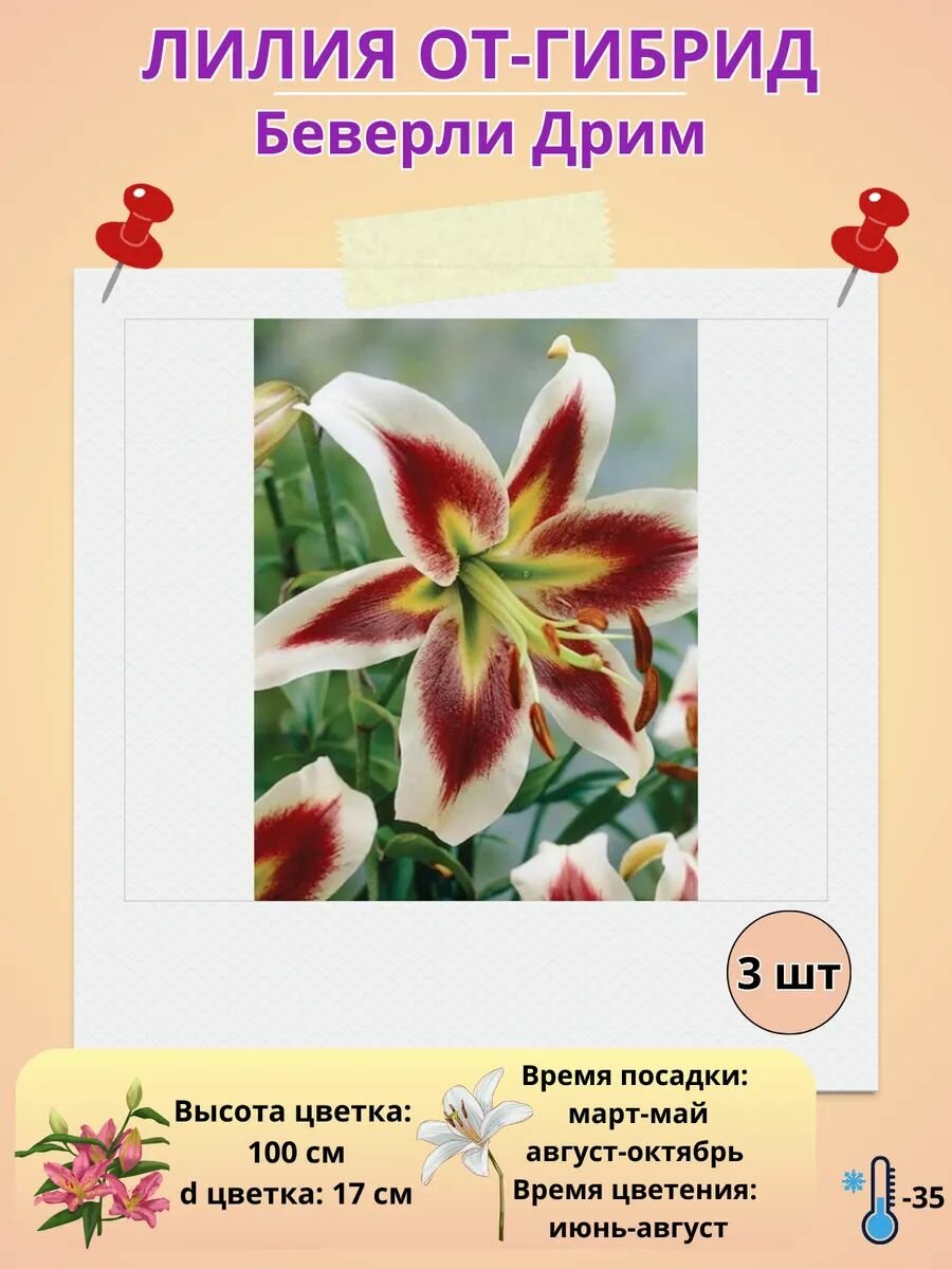 Лилия луковицы, многолетние цветы для посадки,3 штуки