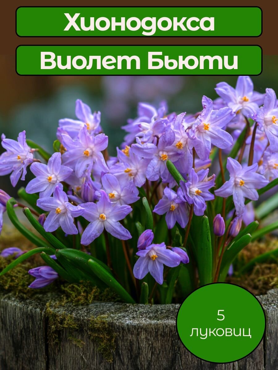 Луковицы Хионодокса Виолет Бьюти 5 шт