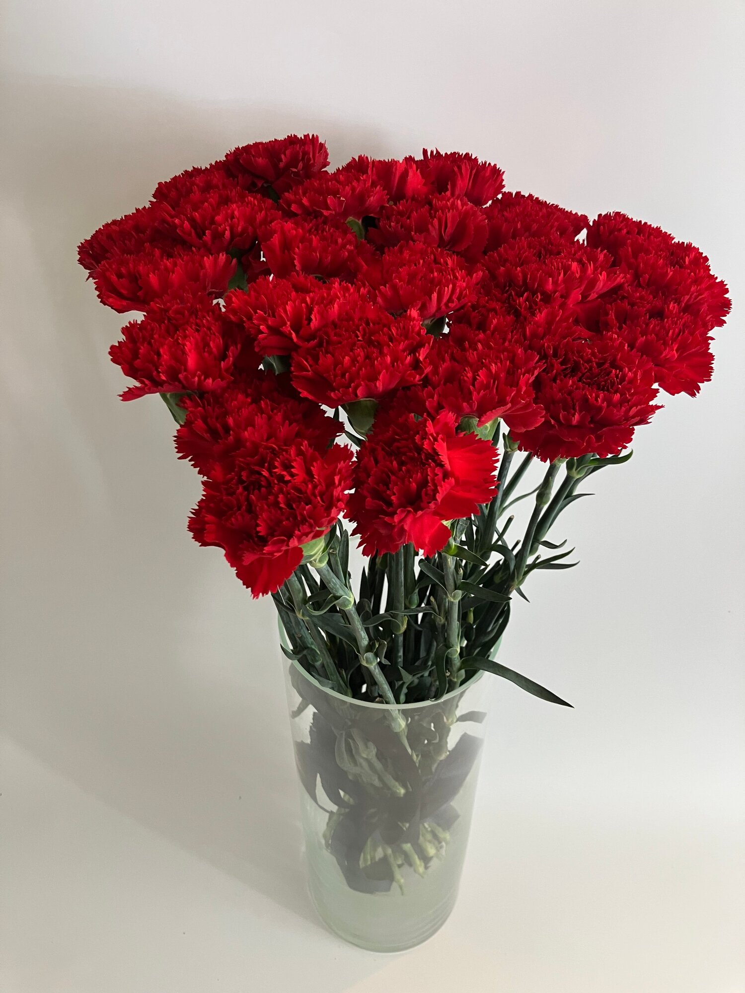 Букет красных гвоздик, 28 штук, 55 см+, под чёрный, атласный бант.