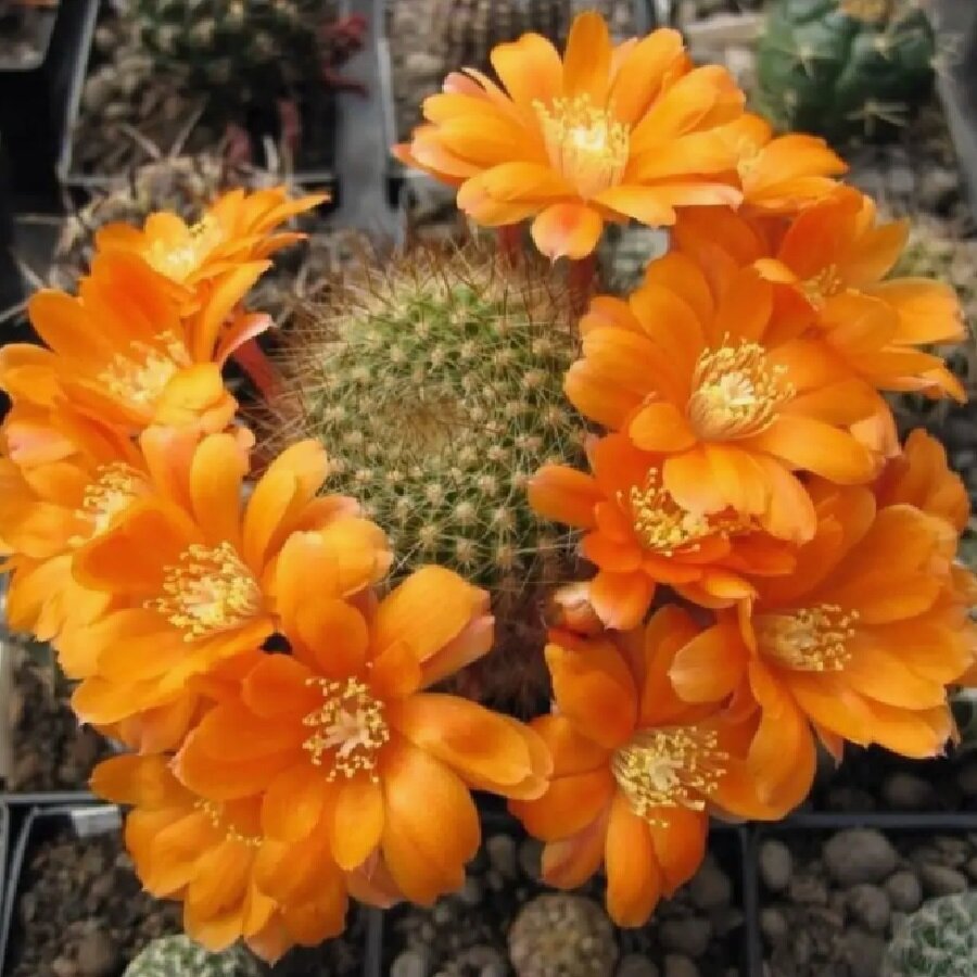 Семена Деодар Кактус Rebutia kieslingii WR-694, 10 шт.