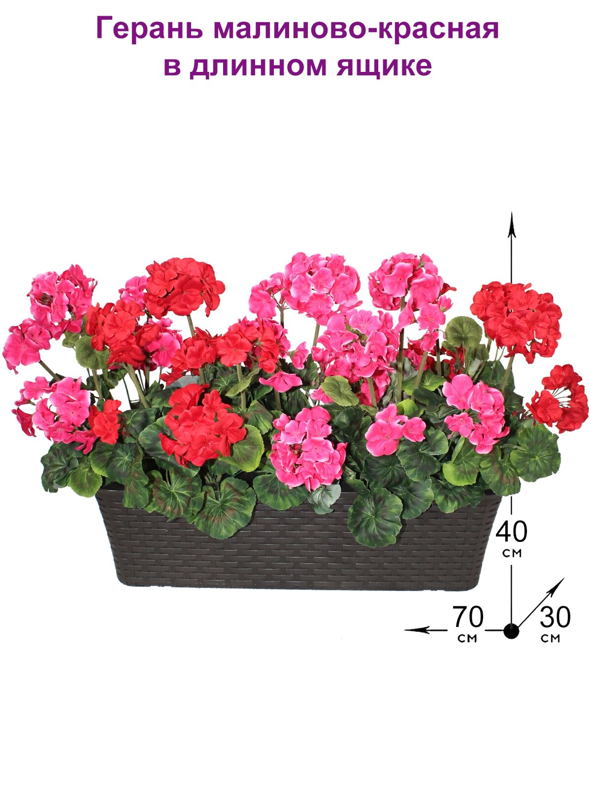 Герань малиново-красная в длинном ящике 57см от ФитоПарк, цветы для балкона