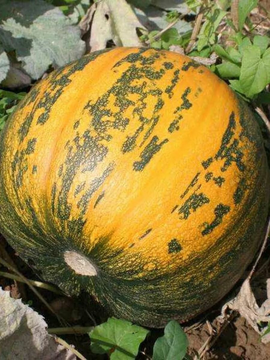 Тыква голосемянная семена 5 штук