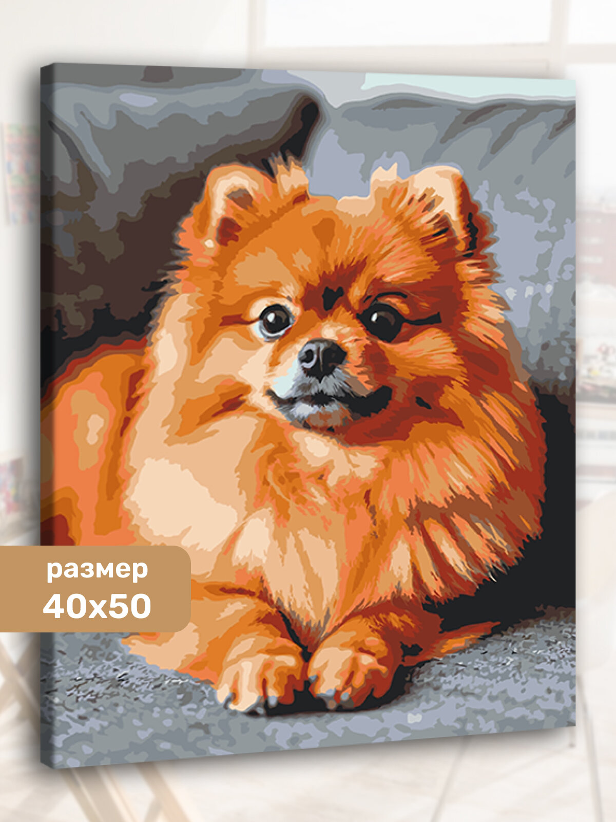 Картина по номерам на холсте и подрамнике "Шпиц рыжий" 40х50 см