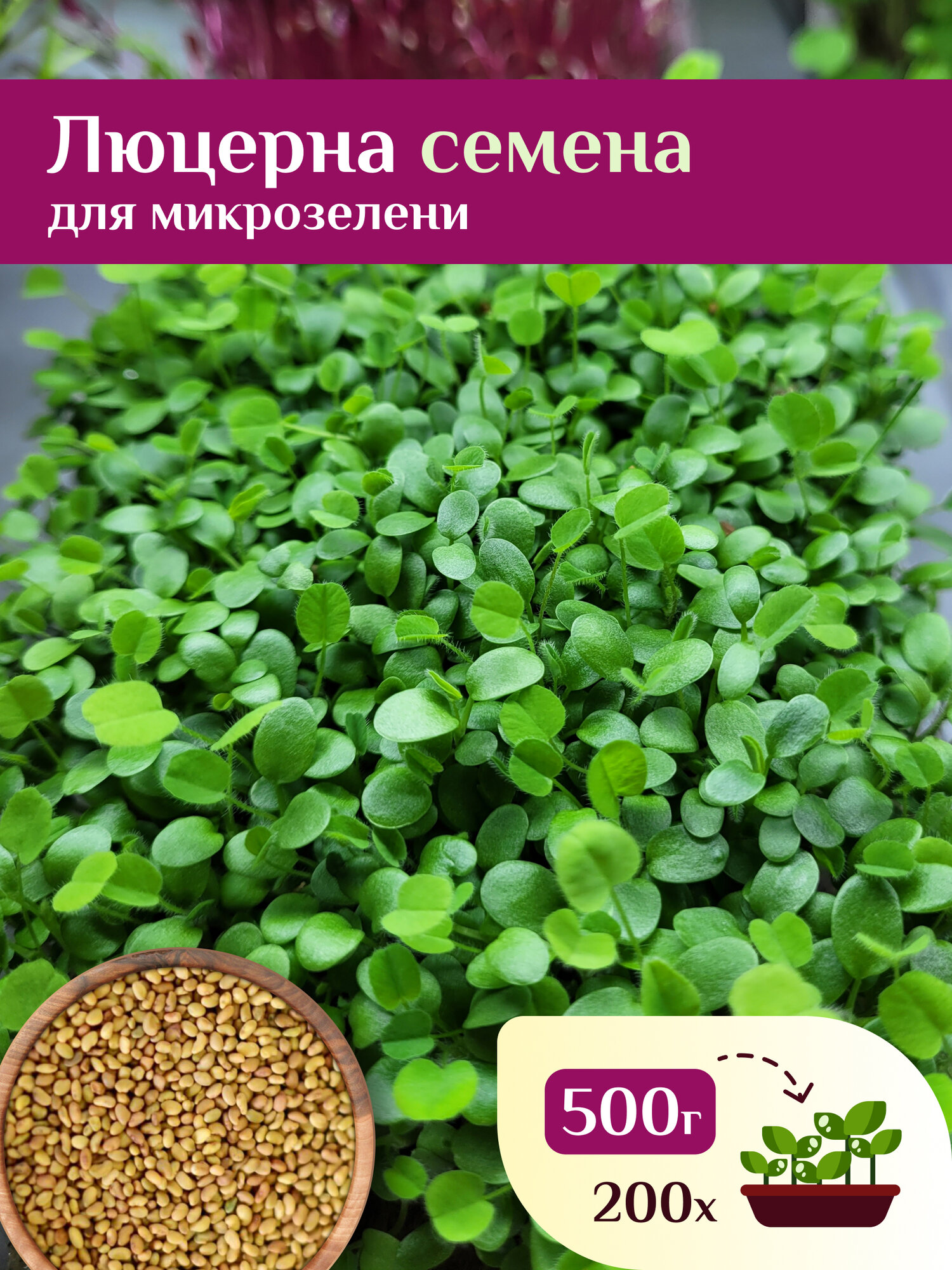 Люцерна Альфа, семена для проращивания микрозелени, Ильинские проростки 500г