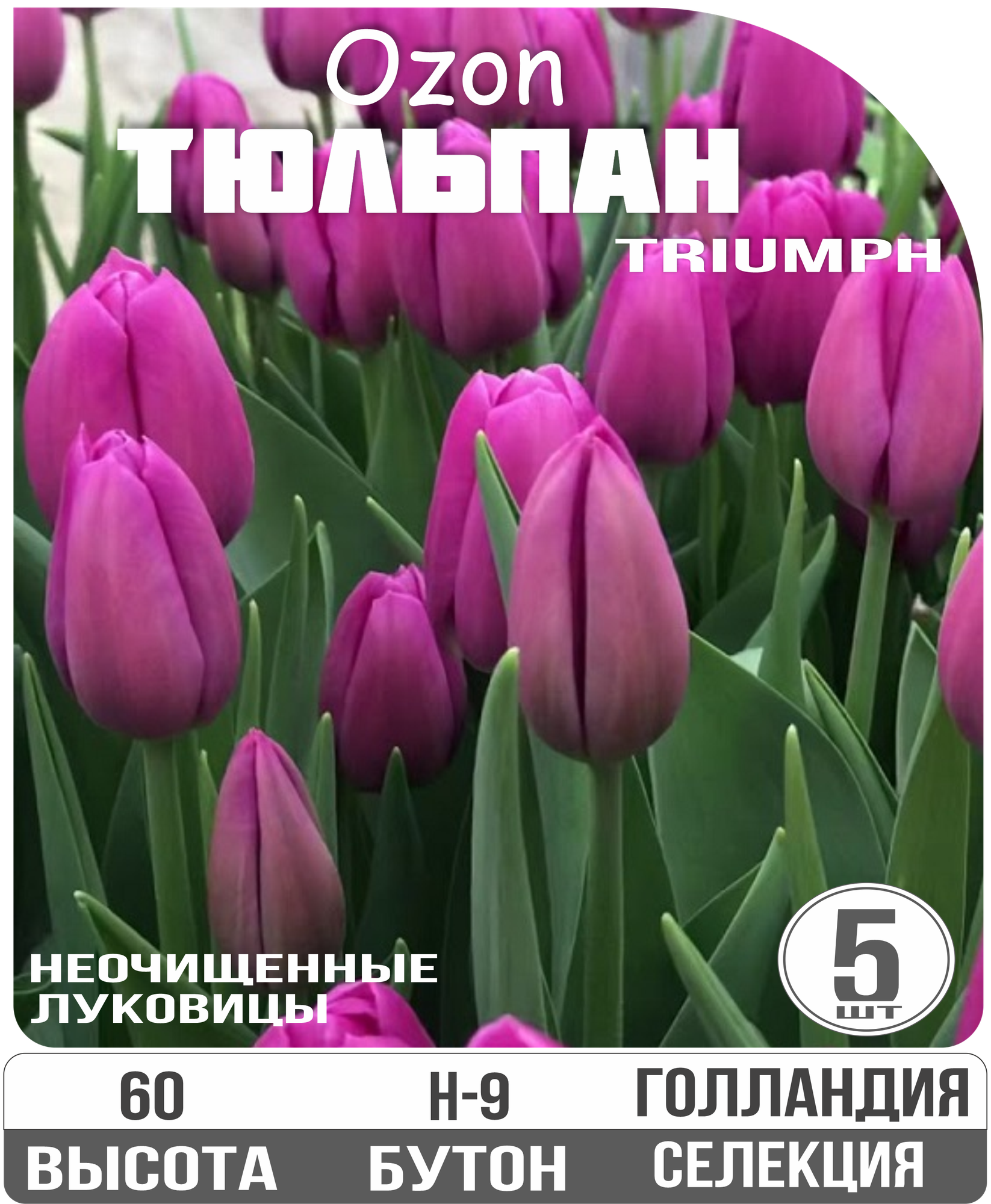 Тюльпан Луковица, Озон, 5 шт, неочищенные, высота 60 см, фиолетовый