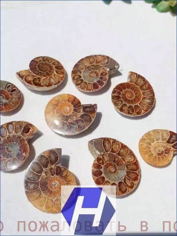 1 пара кусочков раковины из натурального аммонита, Образцы минералов, Полированные драгоценные камни