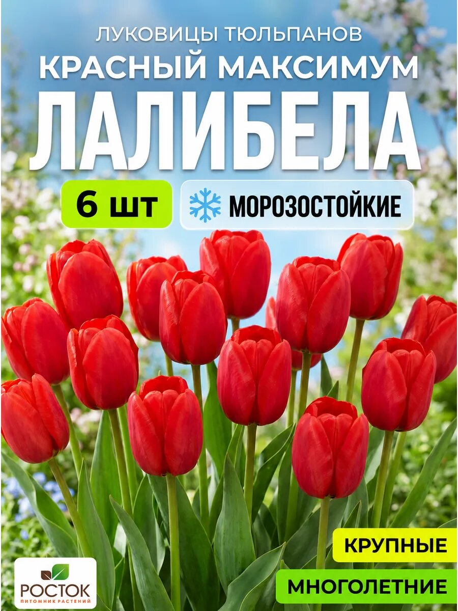Луковицы тюльпанов на посадку крупные Лалибела