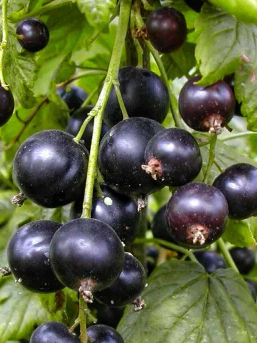 Смородина черная Петербурженка 2 шт / многолетний, морозостойкий сорт