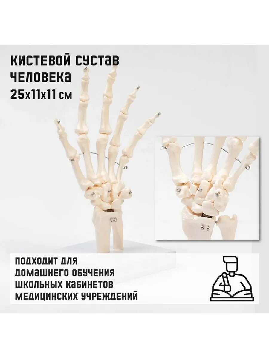 Образец макета суставов для анатомии
