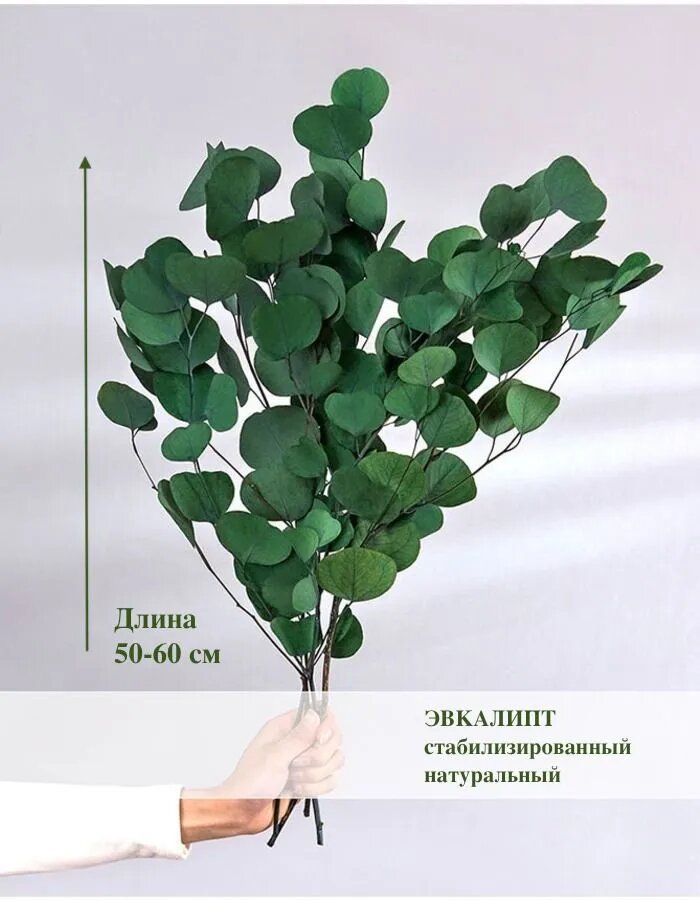 Эвкалипт стабилизированный