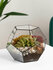 Geo Glass: Живой суккулент Седум , стеклянный флорариум Тиффани , подарок