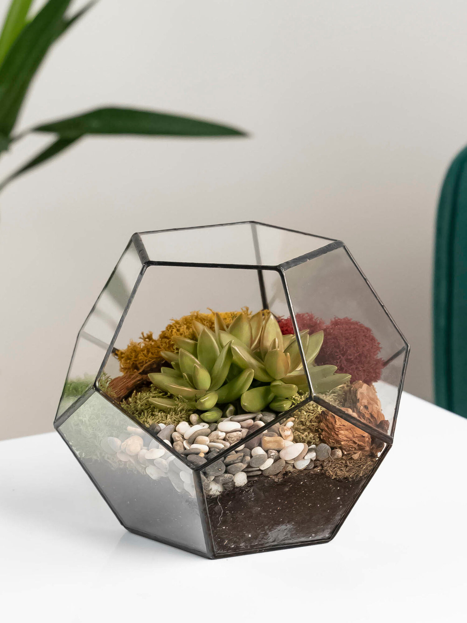 Geo Glass: Живой суккулент Седум , стеклянный флорариум Тиффани , подарок
