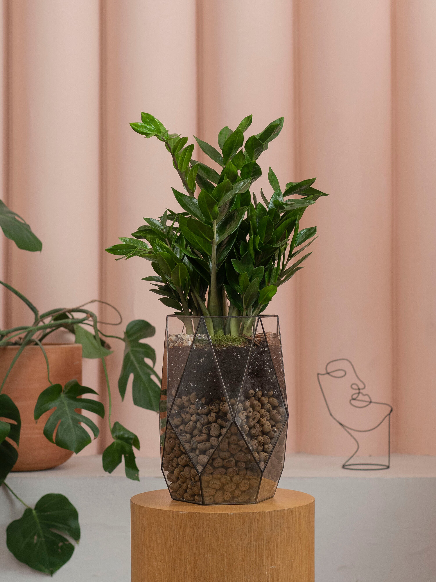 Geo Glass: Замиокулькас домашний , долларовое дерево в стеклянном кашпо 80-90 см