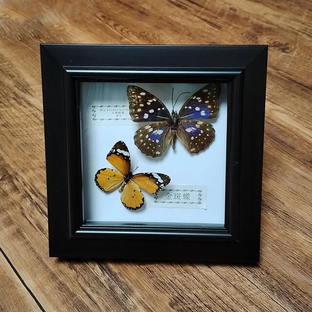 Настоящие экземпляры бабочек, ручная работа, две бабочки, обрамленные в объемную рамку, уникальный коллекционный экземпляр бабочки, отдельно стоящая рамка.
