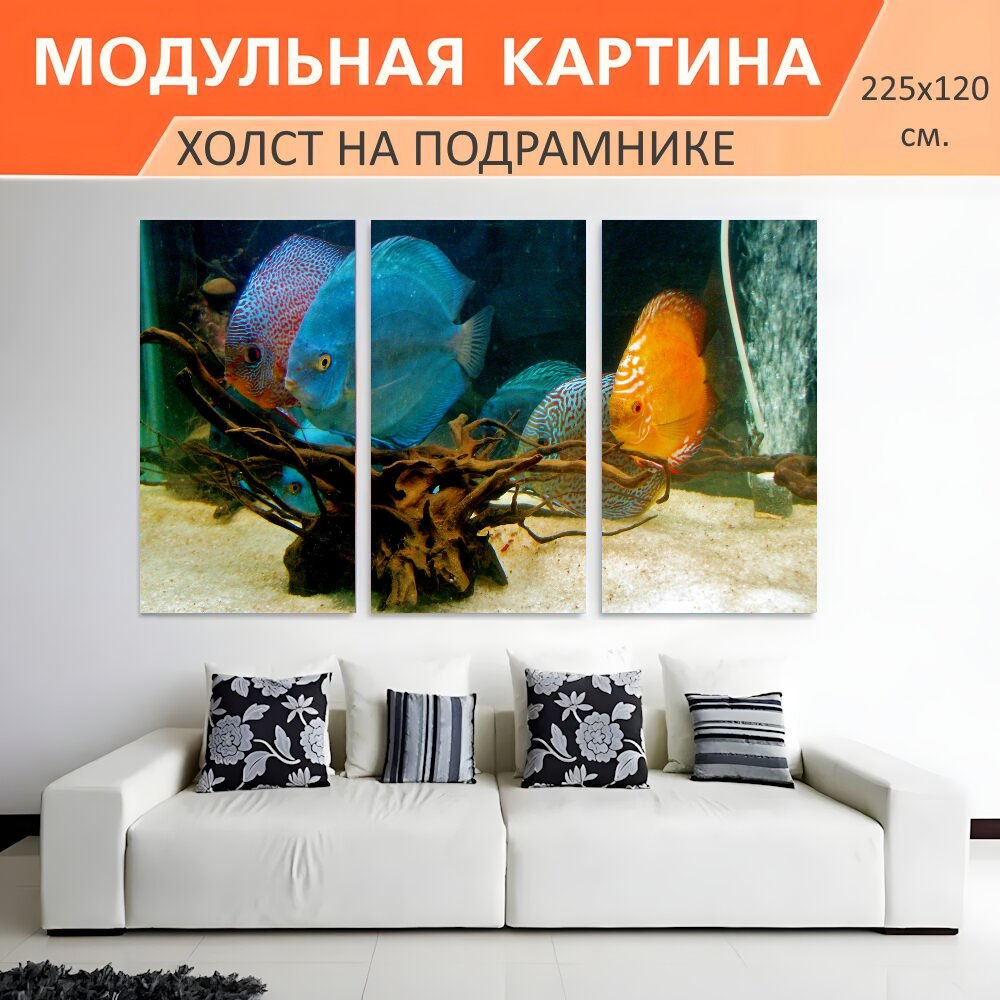 Модульная картина на холсте "Дискус, рыбы, аквариум" триптих на подрамнике 225х120 см. для интерьера