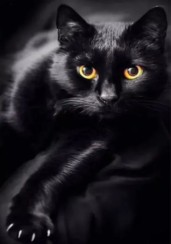 Алмазная Мозаика "Черная Кошка" 40x50 См Алмазная Вышивка / Картина Стразами Подарков / Украшения