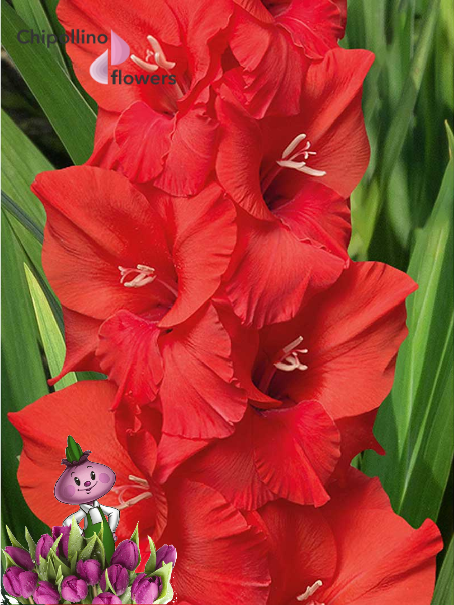 Луковицы цветов, chipollino flowers, Гладиолус COSTELLO (30 луковиц)
