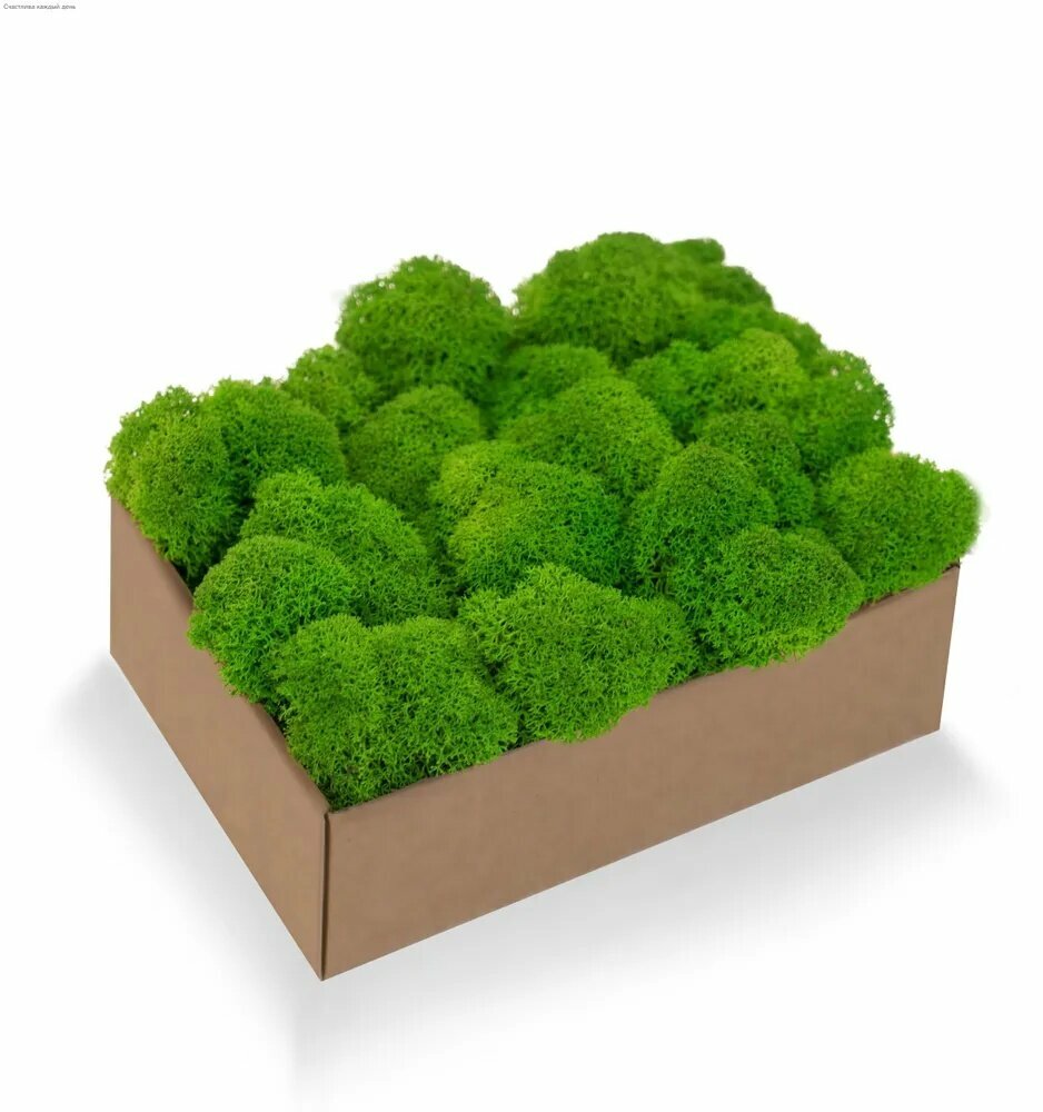 Стабилизированный мох Мох, 100 гр