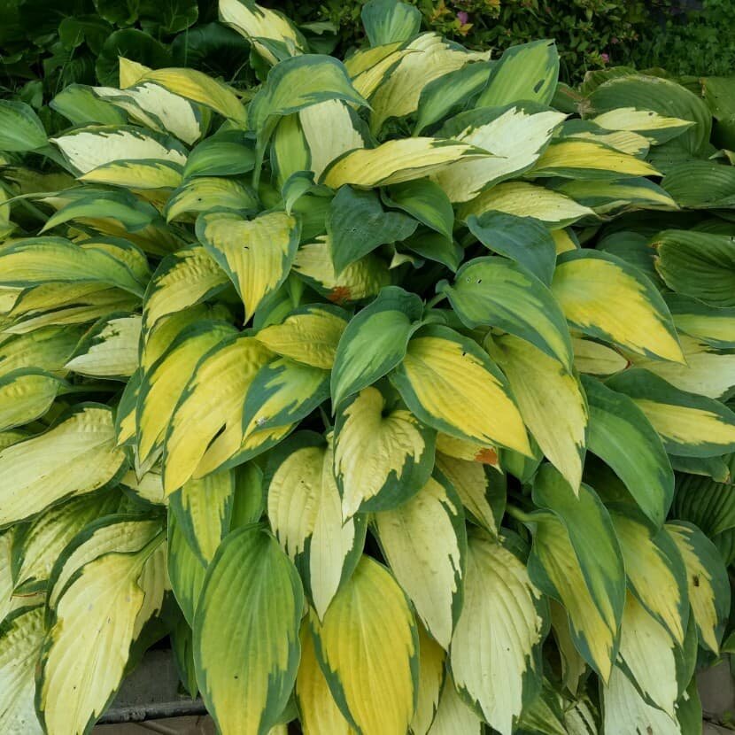 Хоста Форчуна Голд стандарт (1 корневище в пакете с торфом), Нидерланды
