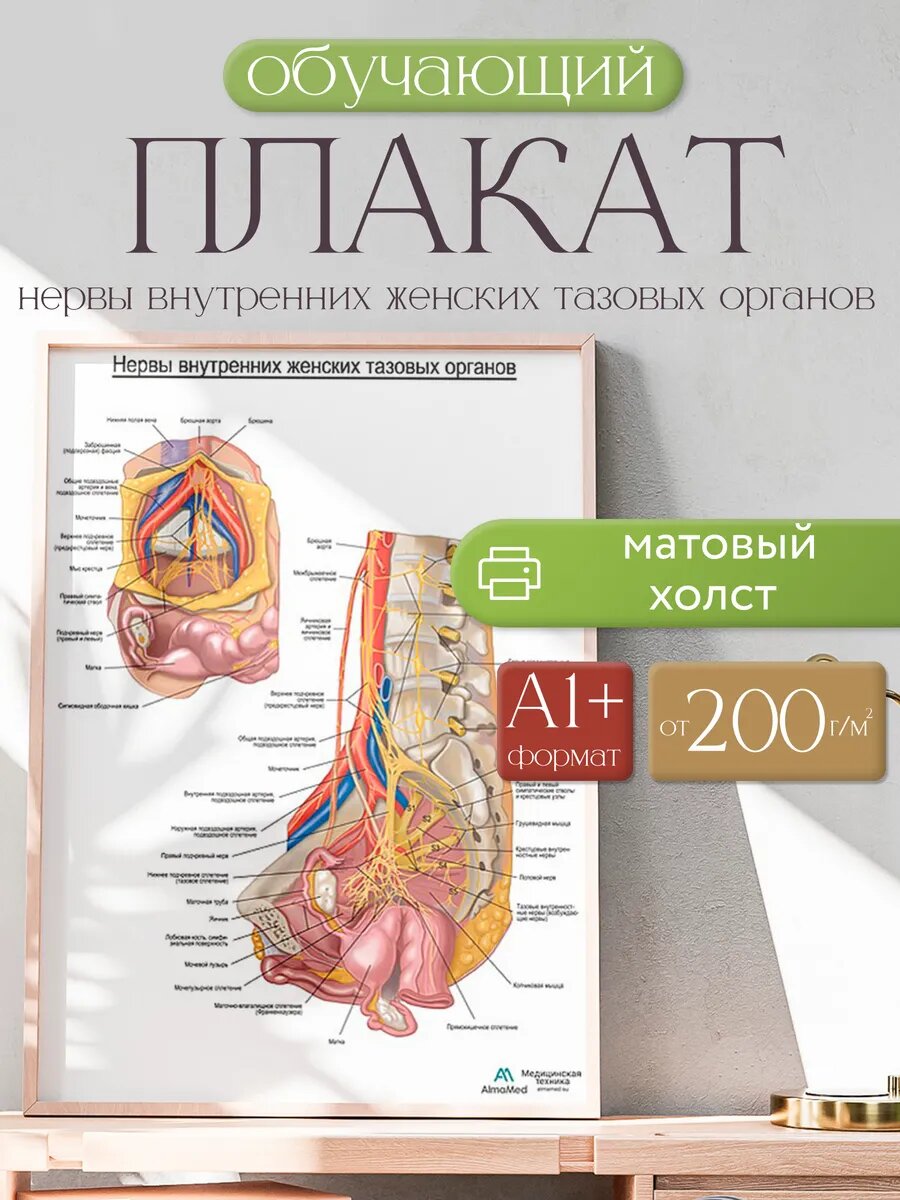 Нервы внутренних женских тазовых органов, плакат А1+, матовый холст от 200г/м2