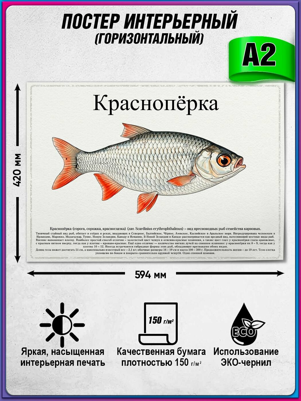 Постер интерьерный "Краснопёрка", плакат, подарок на День рыбака / А-2 (60x42 см.)