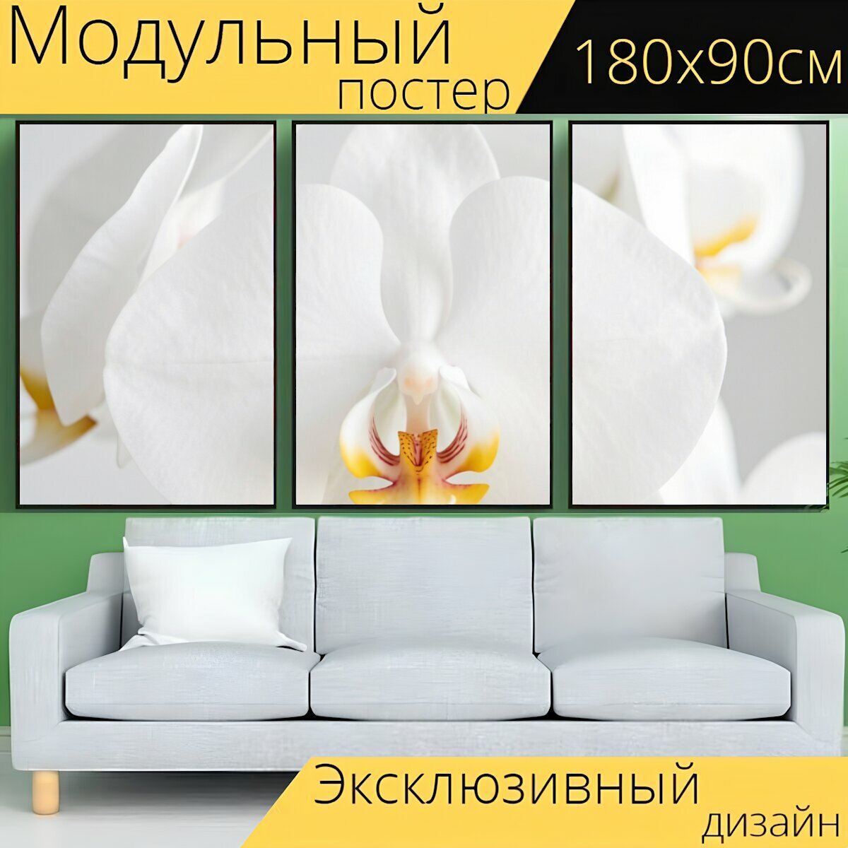Модульный постер "Белые орхидеи крупным планом. Нежные экзотические цветы в светлой минималистичной композиции, бело-кремовые лепестки." 180 x 90 см. для интерьера на стену в тубусе