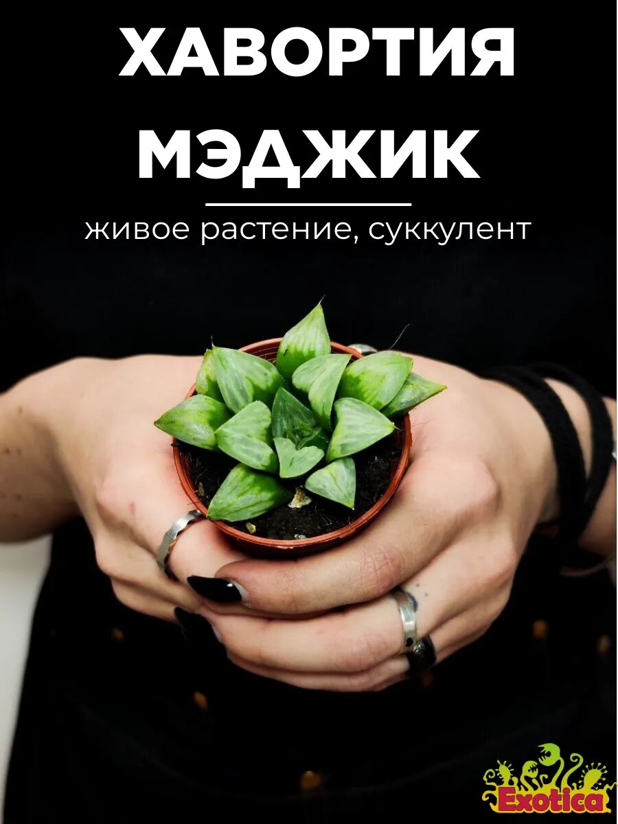Хавортия Ретуза Мэджик, или Прозрачная Хавортия (Haworthia Retusa Magic) D5см, суккулент в горшке
