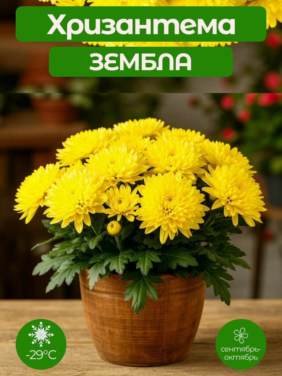 Хризантема Зембла ЗКС (горшок Р9)