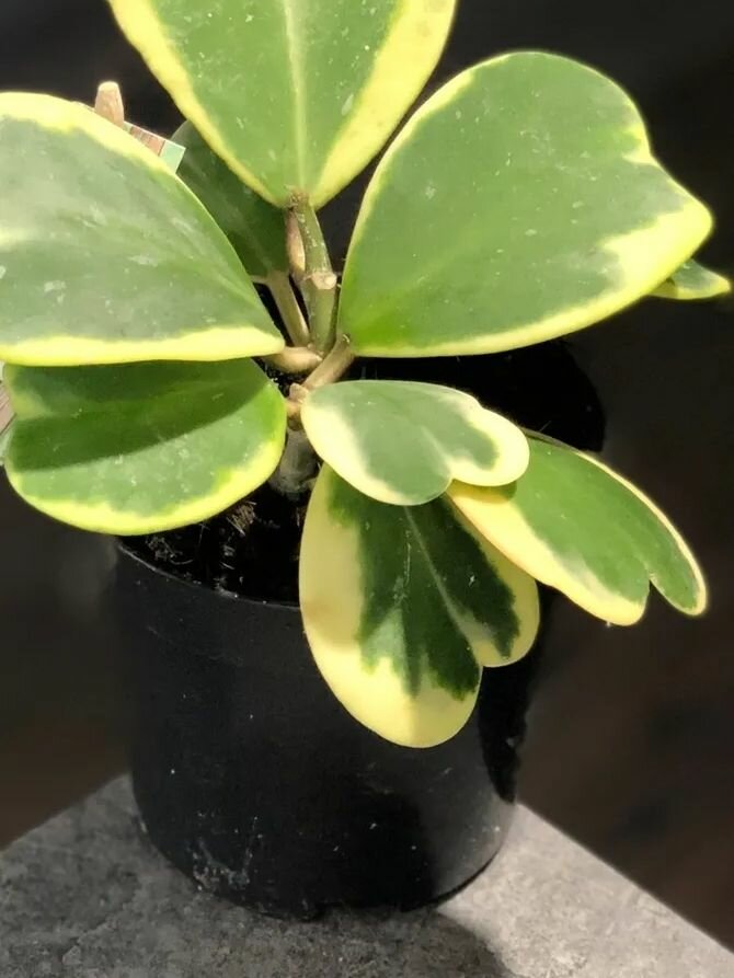 Хойя Керри албомаргината (или Hoya kerrii var. albomarginata) — фото 1