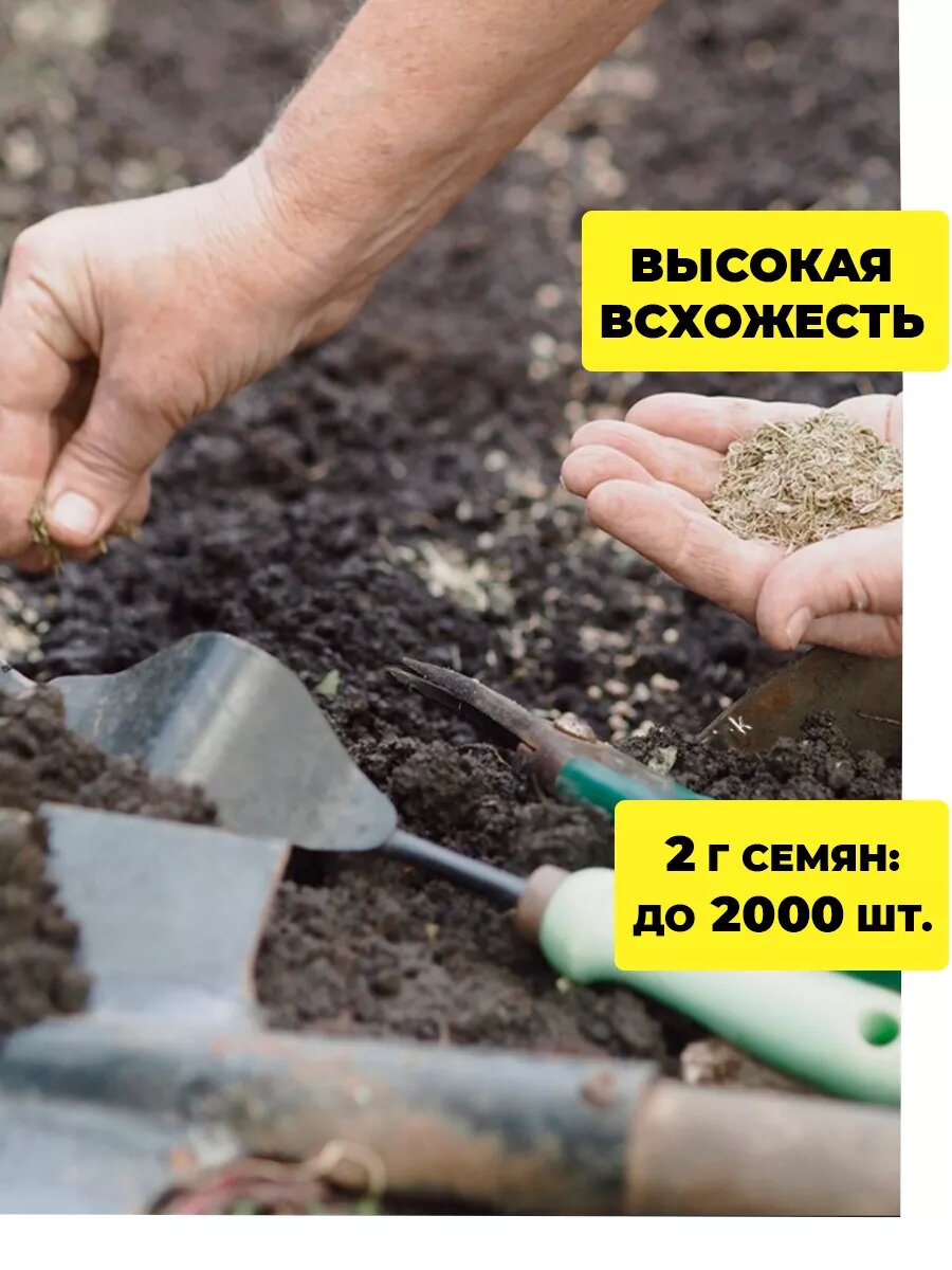 Семена укропа Кибрай, 2 г, на зелень, для открытого грунта, теплицы и дома — фото 1