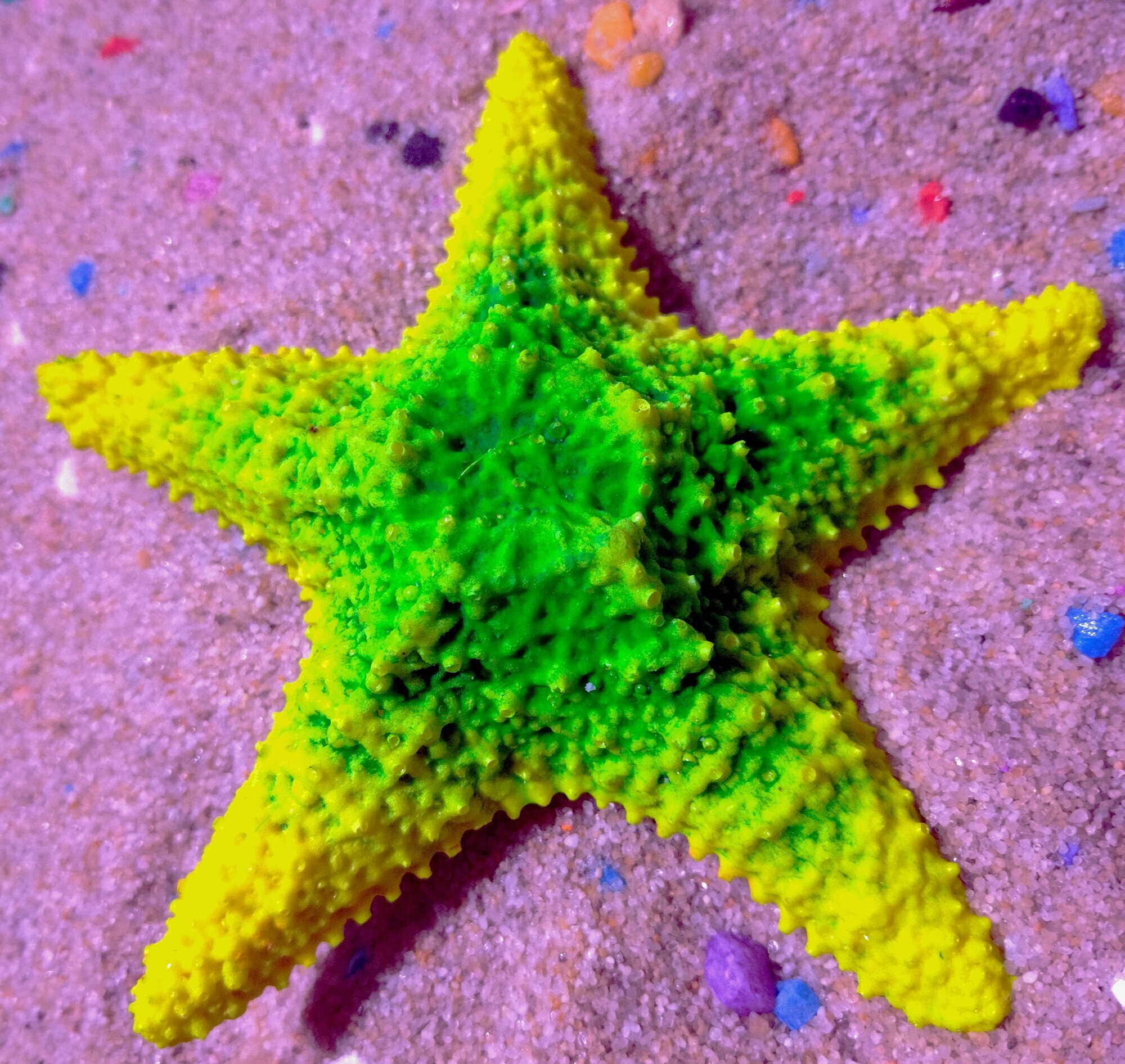 Морская звезда Maxima коралл ЭКО, для аквариума, ручная работа, 3х14,5 см