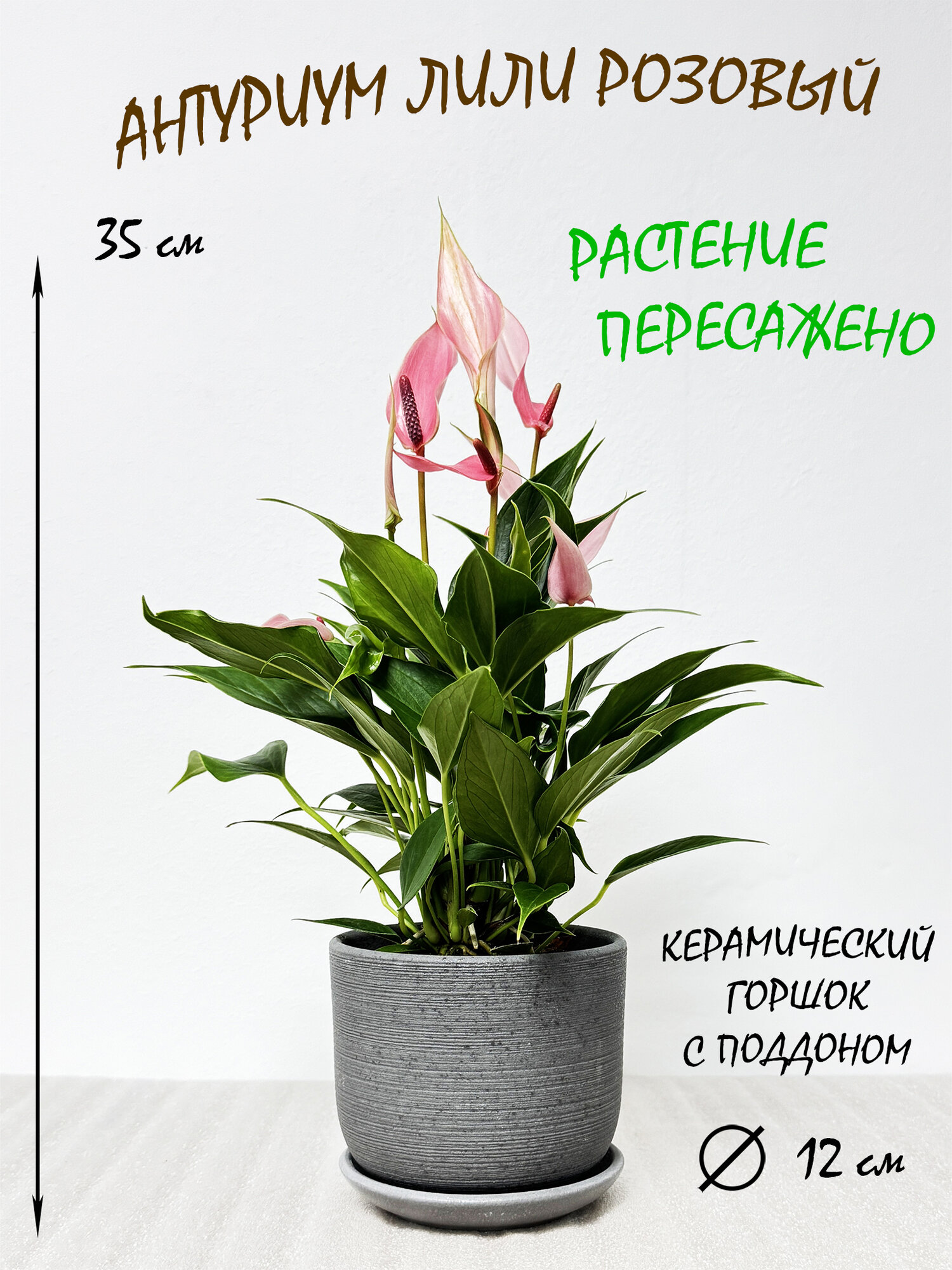 Антуриум Лили розовый в сером керамическом горшке с поддоном, высота 30-35см