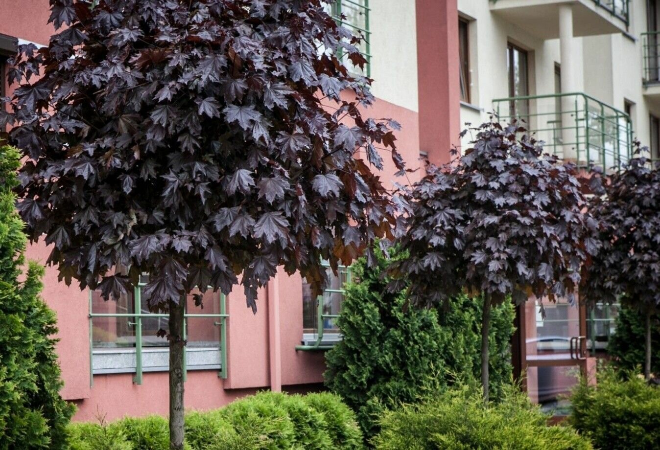 Клен Роял Ред, Клен остролистный краснолистный, семена 30 шт. и Подарок