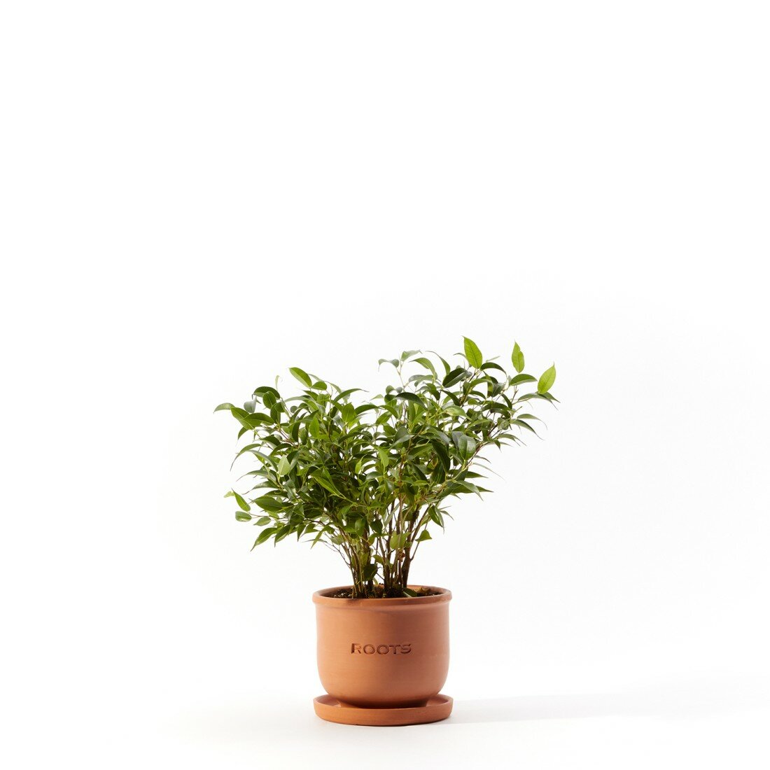 Фикус Бенджамина d12