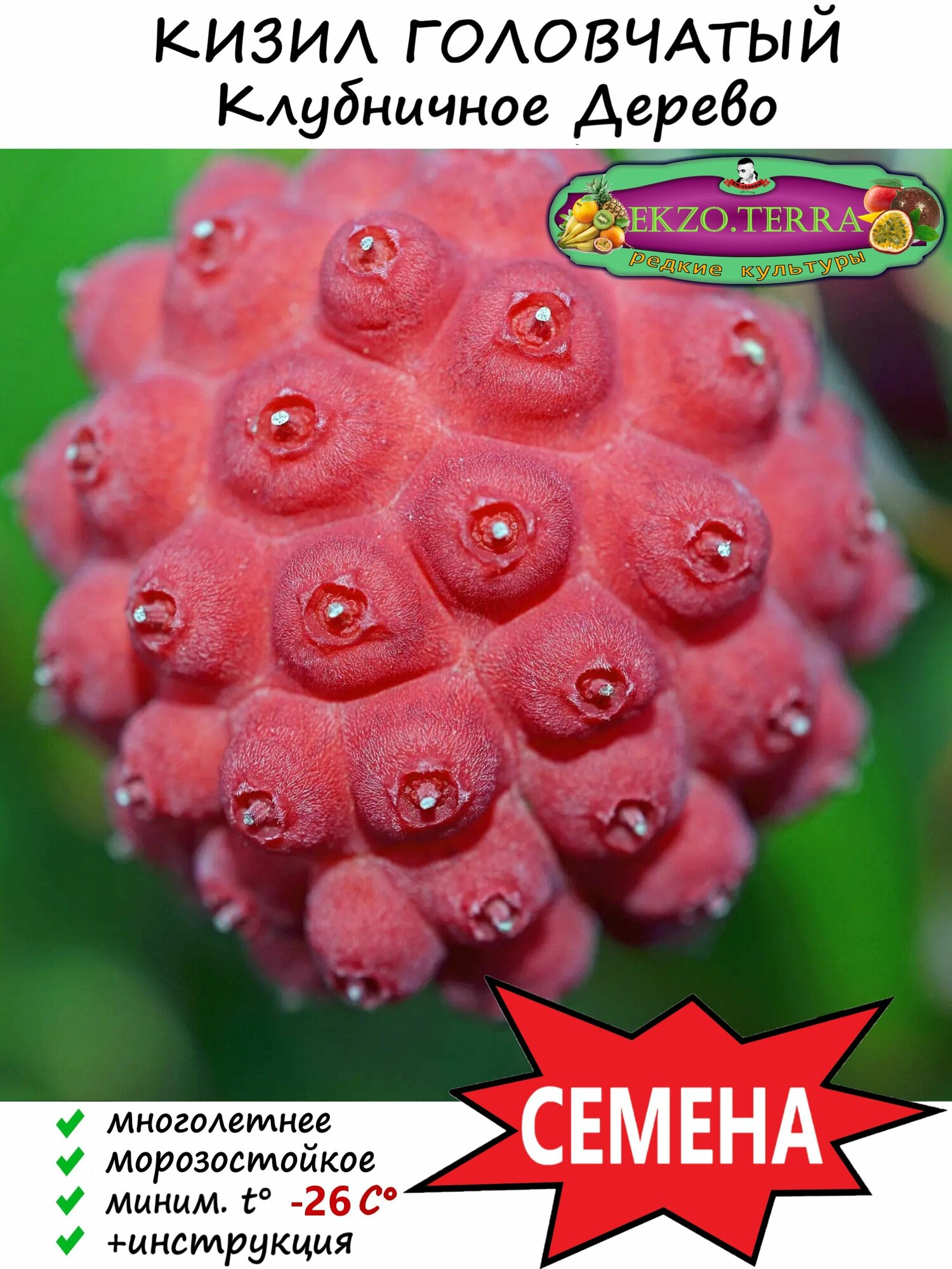 Семена Кизил Головчатый (Клубничное Дерево) 5 шт.