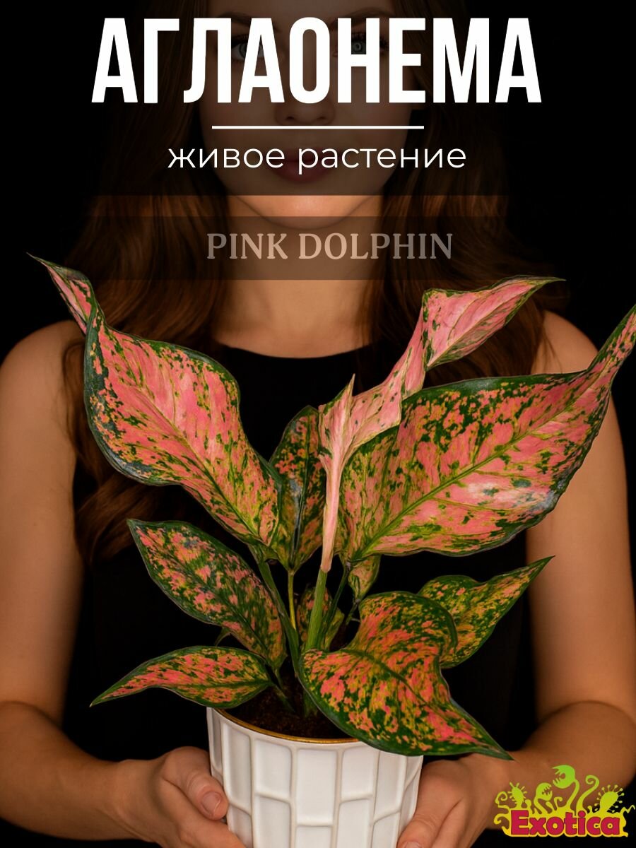 Аглаонема Пинк Долфин (Aglaonema Pink Dolphin) D12см, живое растение