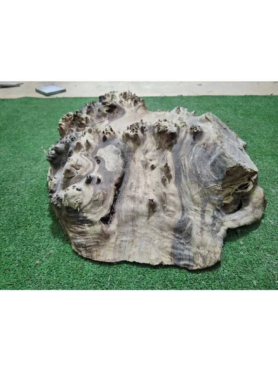 Слэб массив каповый тополь (640-450-120мм)