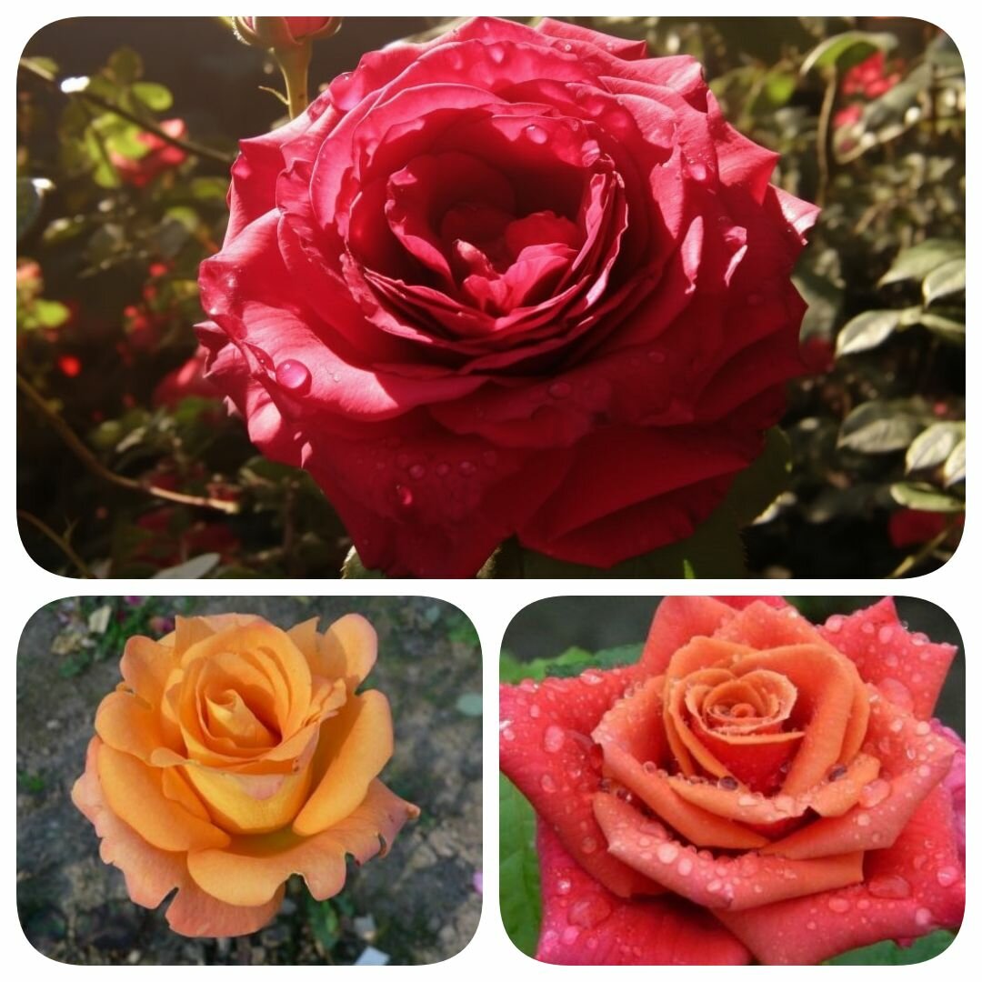 Комплект чайно-гибридных роз Ботеро 3 шт