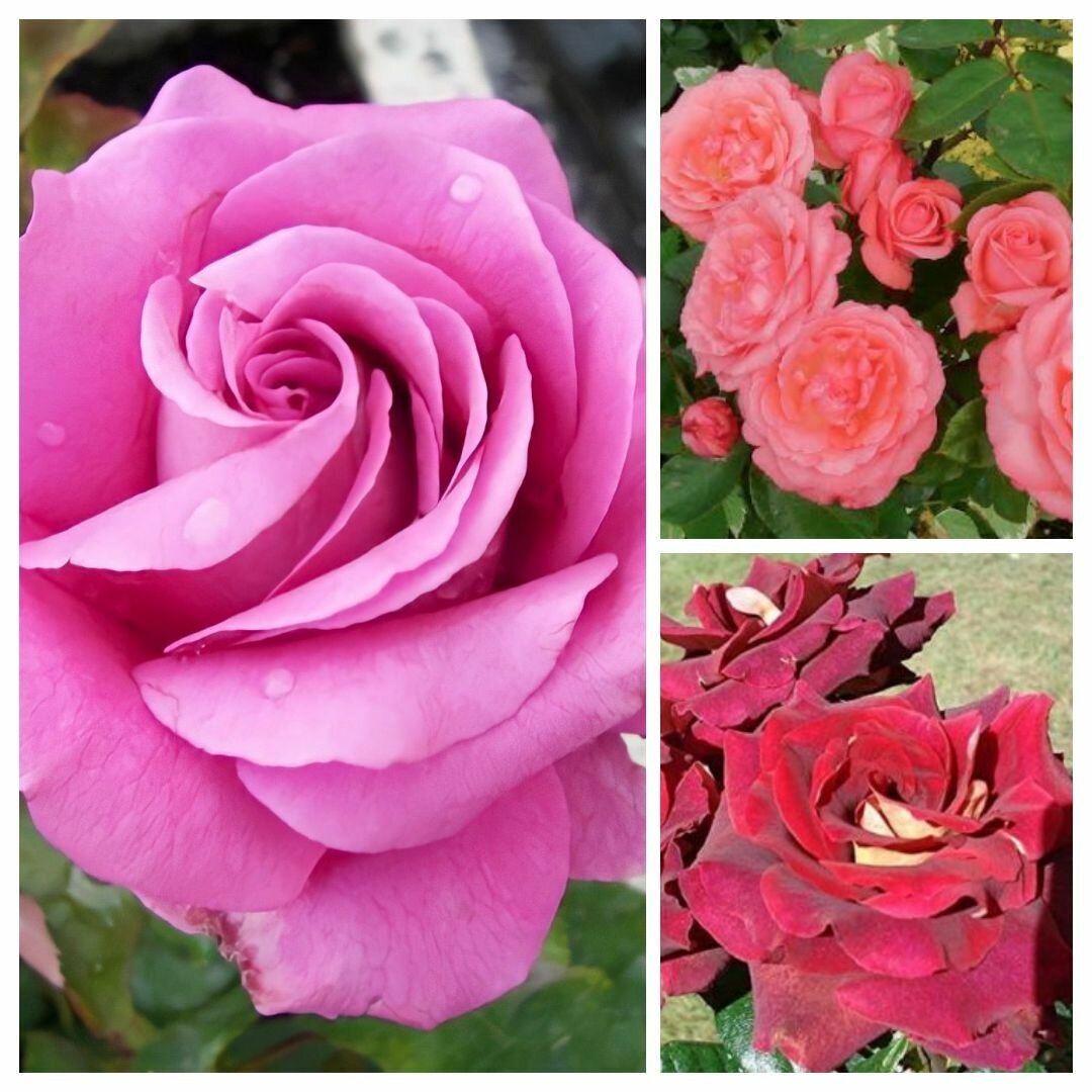 Комплект чайно-гибридных роз Сонора 3 шт