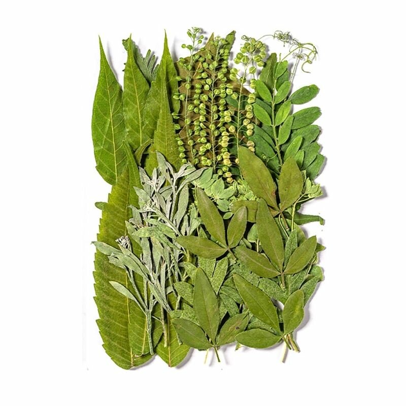 Прессованные сухие листья для эпоксидной смолы, - зеленые листья 2