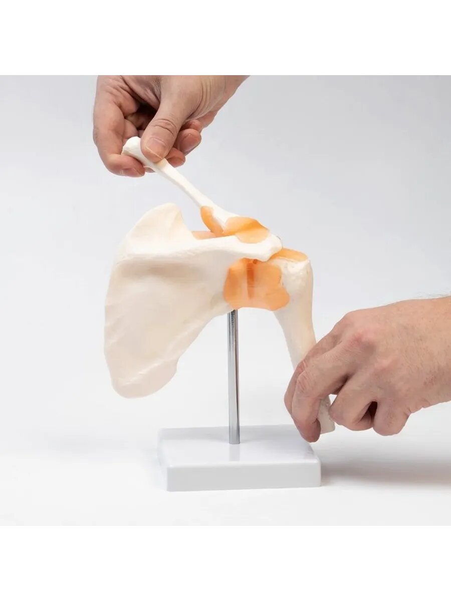 Макет плечевого сустава для обучения и демонстрации