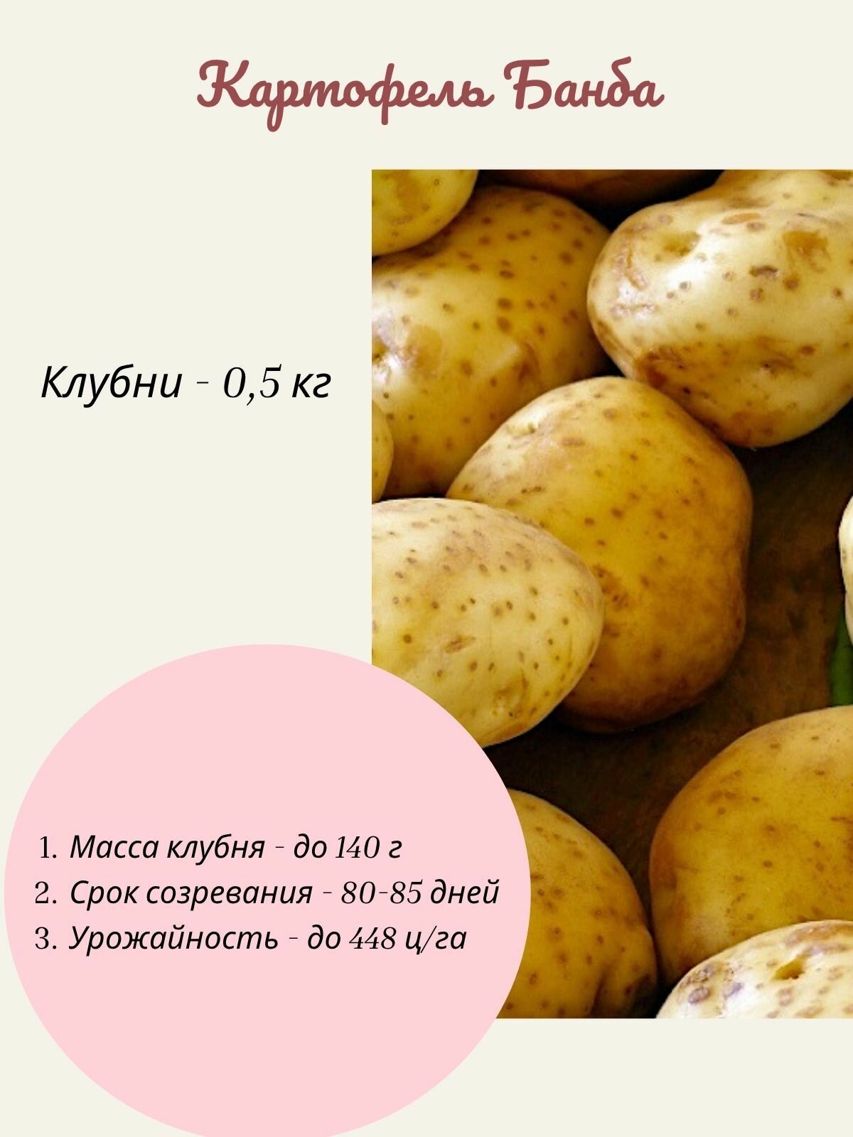 Картофель белый Банба 0,5 кг на посадку