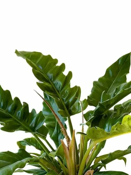 Филодендрон Narrow(Нарроу) крупномер 60х16